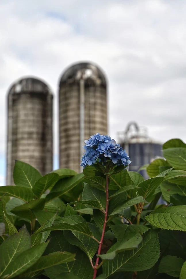 Bloom Tickets Now Available | Harvest Retreats Store